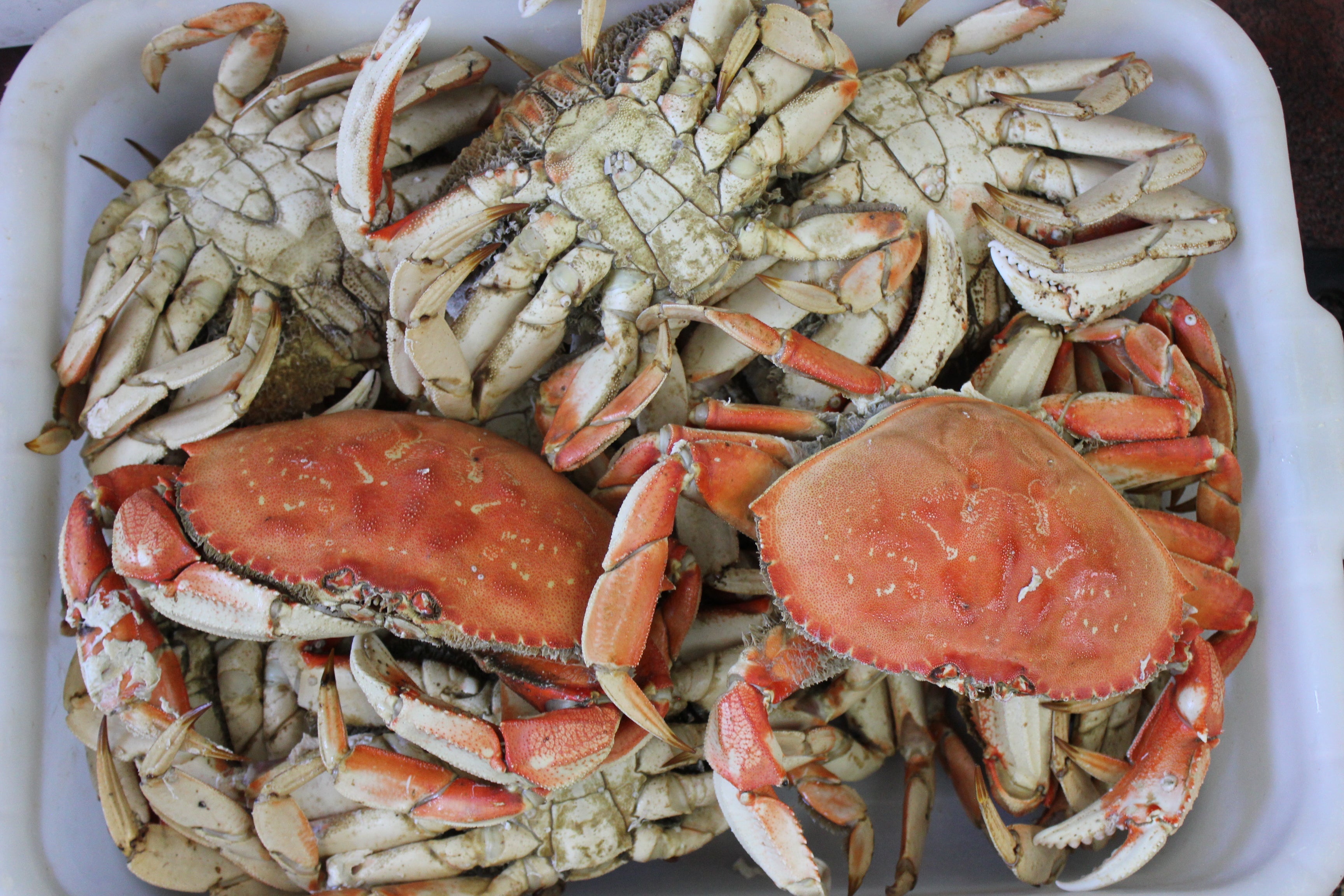 Best Sellers – Bell Buoy